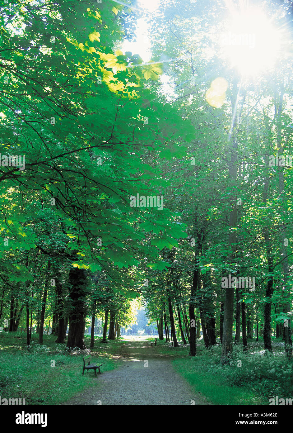 Nature Path Trees Sun Forests Parks Stock Photo - Alamy