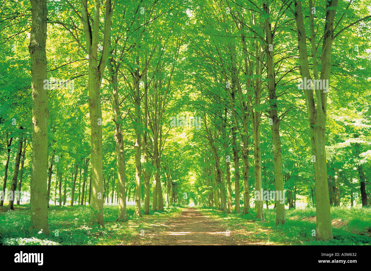 Road Nature Path Trees Forests Stock Photo - Alamy