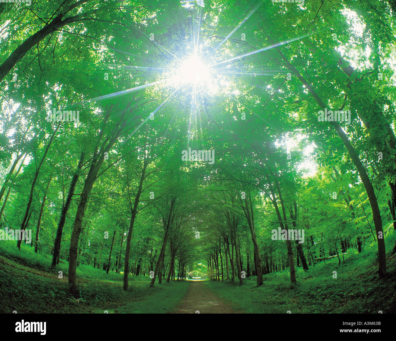 Nature Path Trees Sun Forests Stock Photo - Alamy