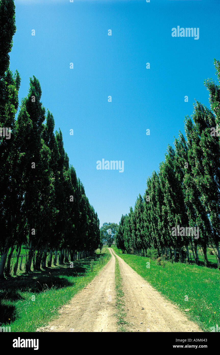 Road Nature Path Trees Sky Forests Stock Photo - Alamy