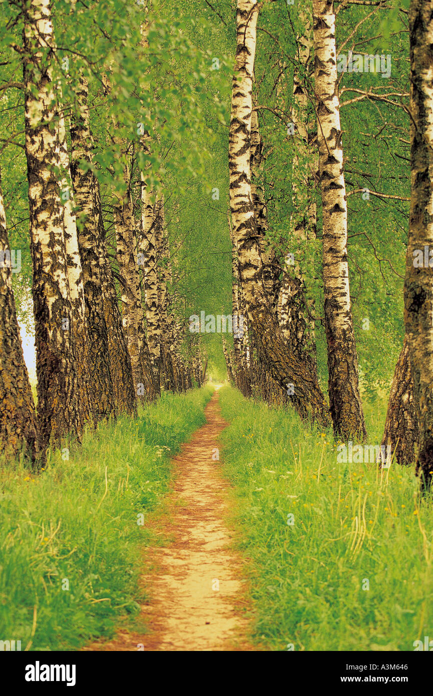 Nature Path Trees Forests Stock Photo - Alamy