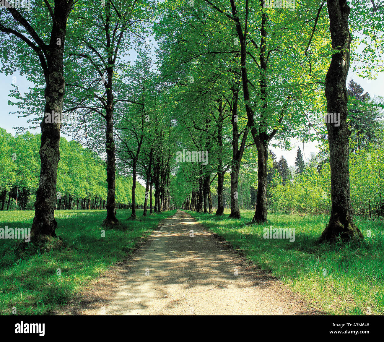 Nature Path Trees Forests Stock Photo - Alamy