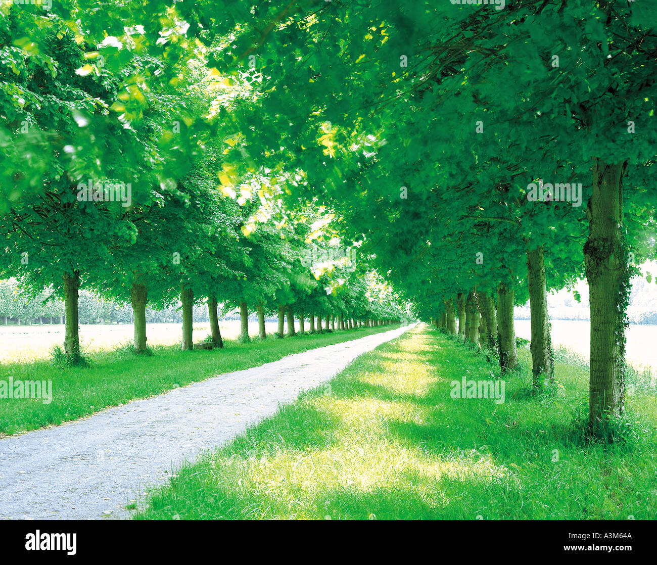 Road Nature Path Trees Forests Stock Photo - Alamy