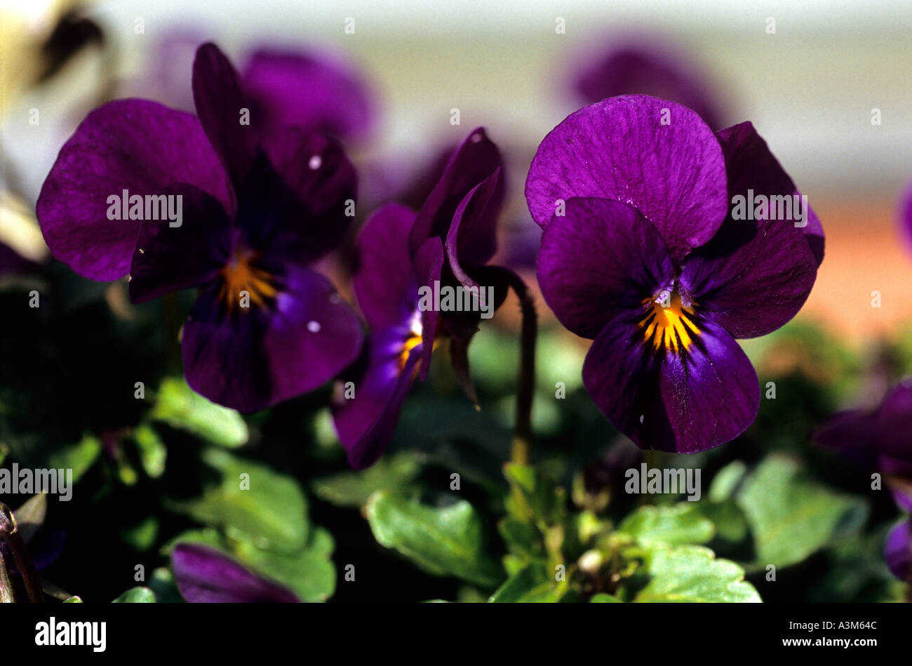 Viola viola spp Stock Photo - Alamy