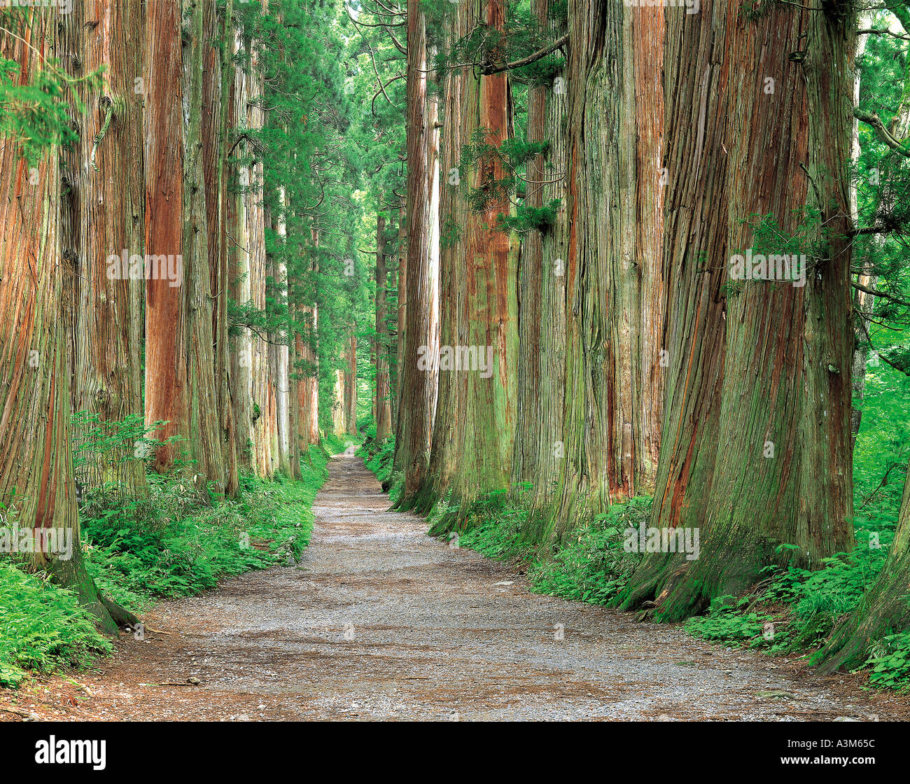 Nature Path Trees Forests Stock Photo - Alamy