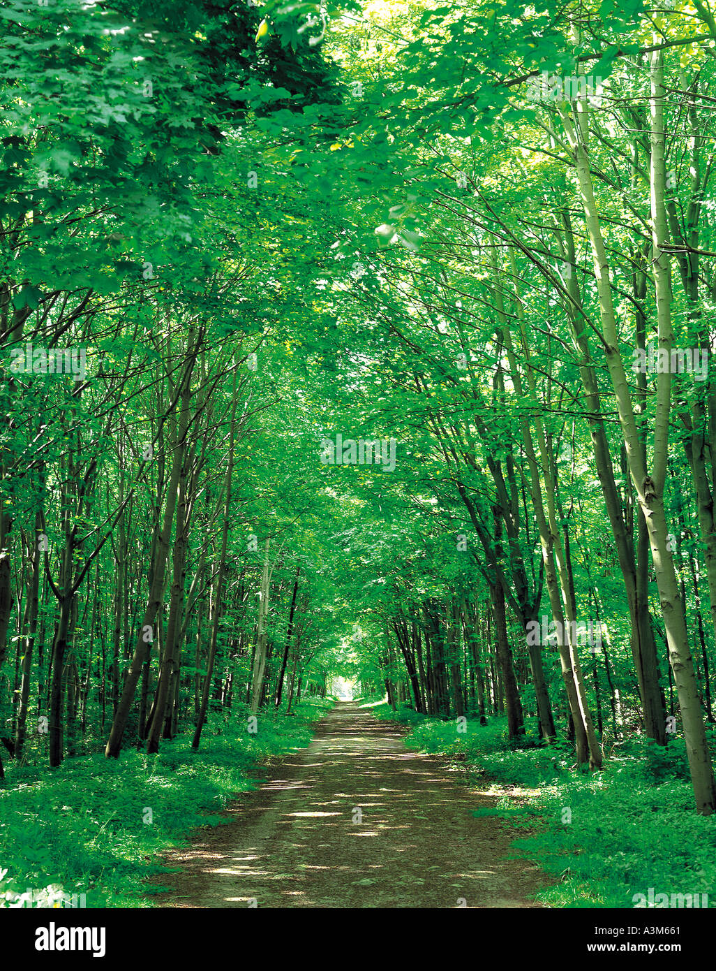 Road Nature Path Trees Forests Stock Photo - Alamy