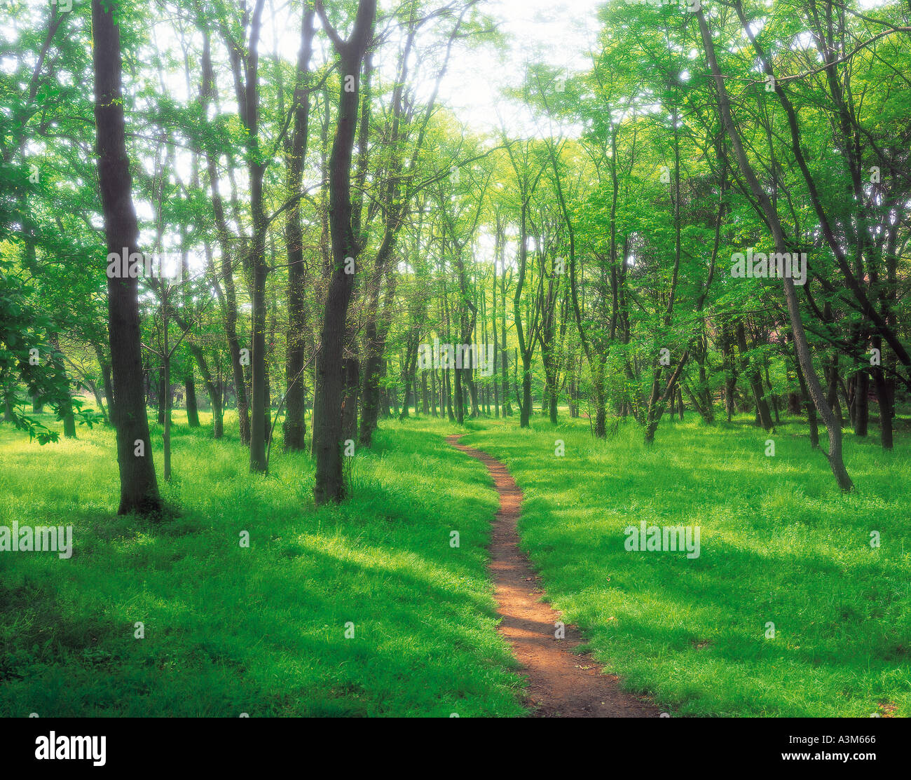 Nature Path Trees Forests Stock Photo - Alamy