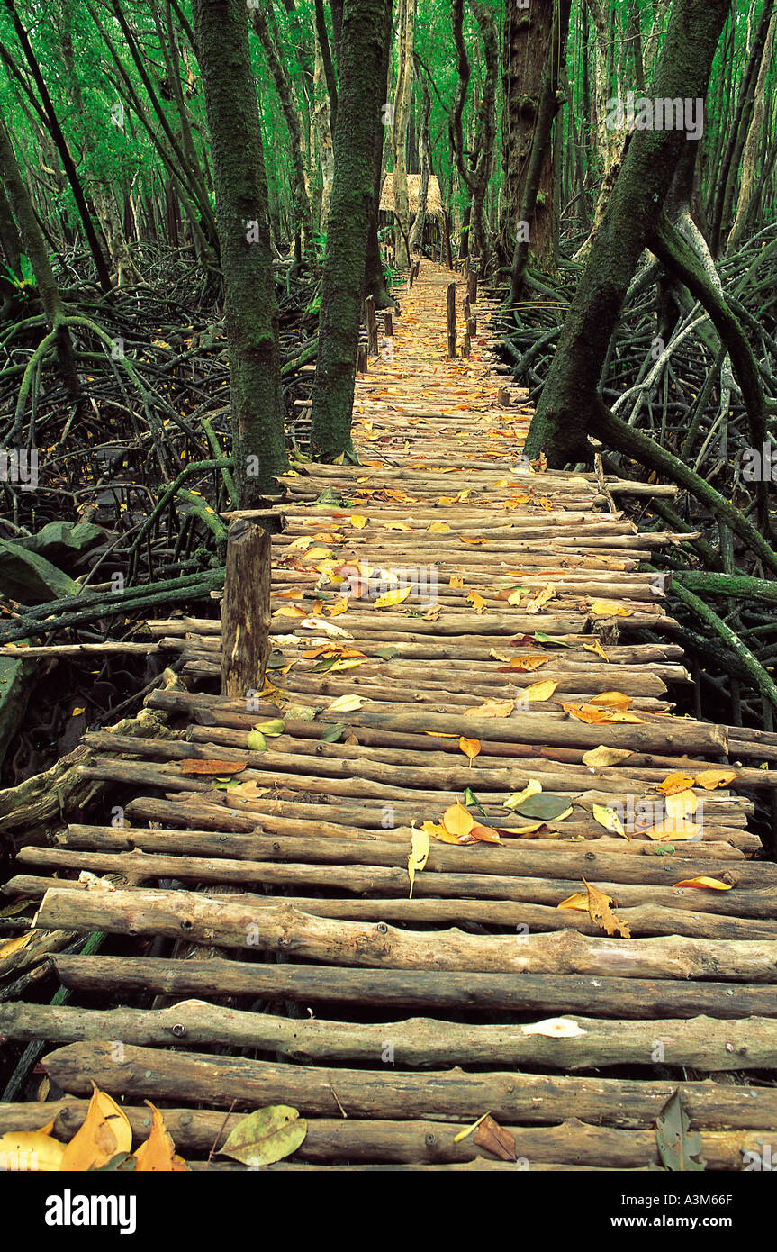 Nature Path Trees Forests Stock Photo - Alamy