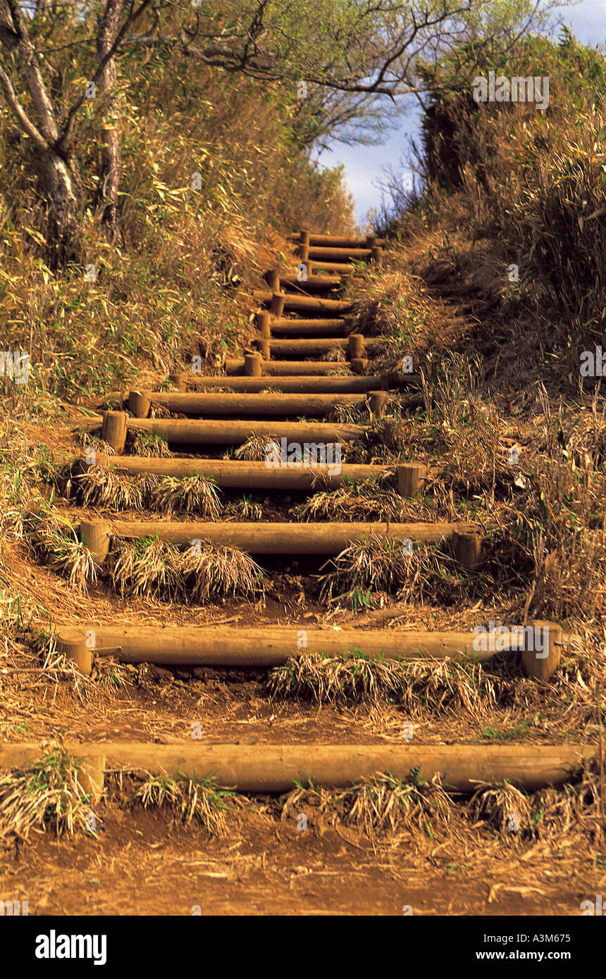 Nature Path Trees Stock Photo - Alamy
