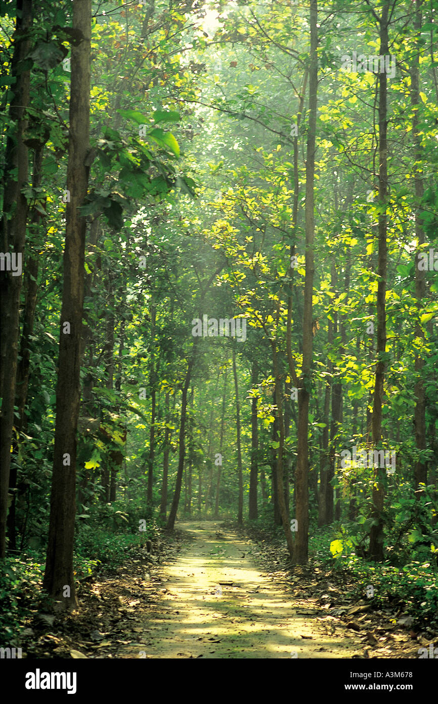 Nature Path Trees Forests Stock Photo - Alamy