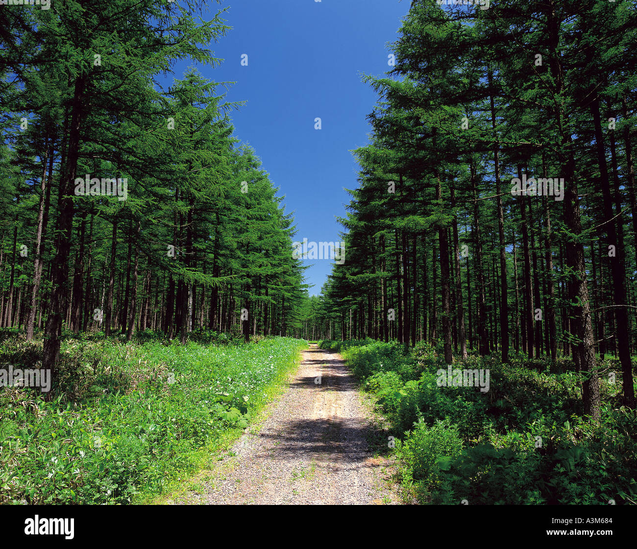 Nature Path Trees Flowers Sky Forests Stock Photo - Alamy