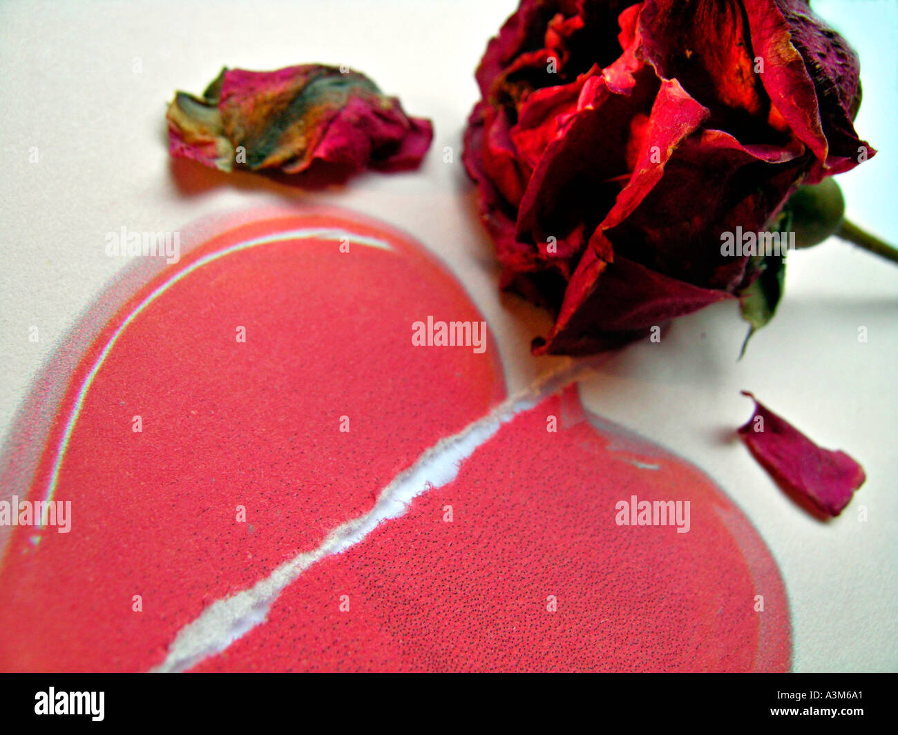 Wilted rose divorce hi-res stock photography and images - Alamy