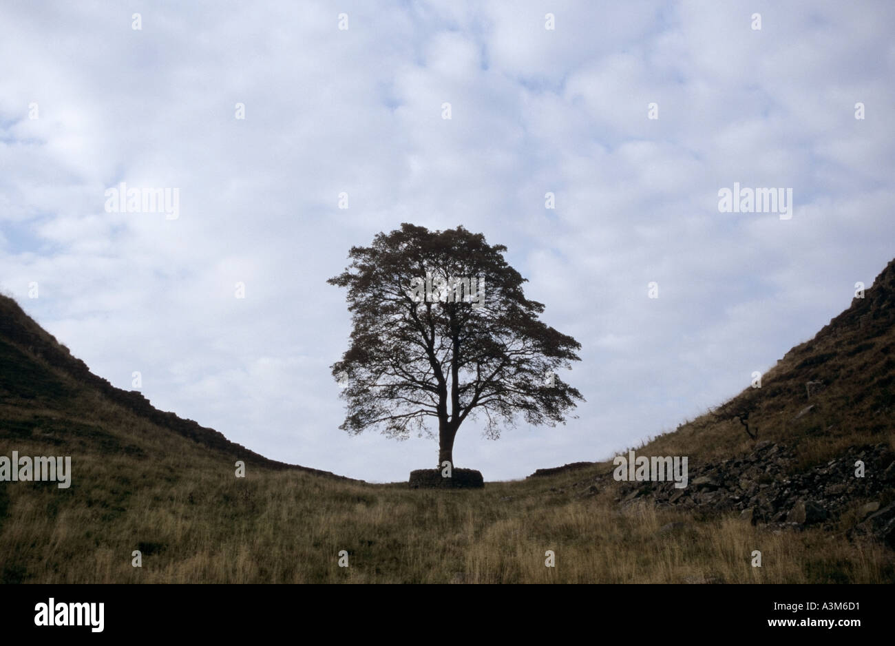 Lone Sycamore tree growing beside Hadrians Wall at a location known as ...