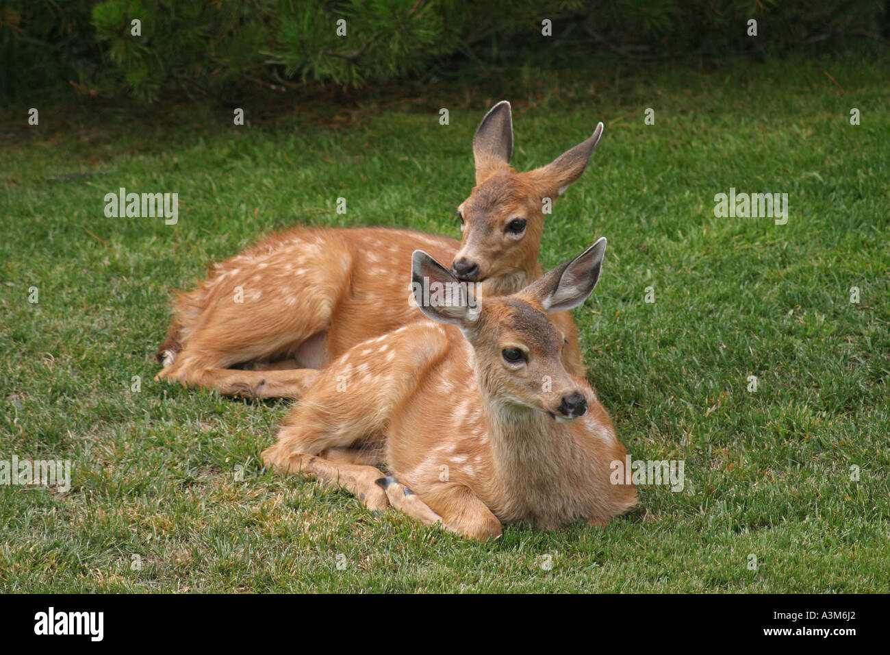 Two Fawns Resting Stock Photo - Alamy