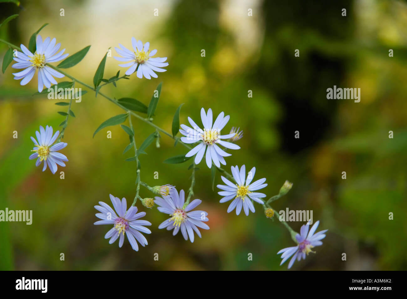Stiff Leaf Aster wildflowers Stock Photo - Alamy