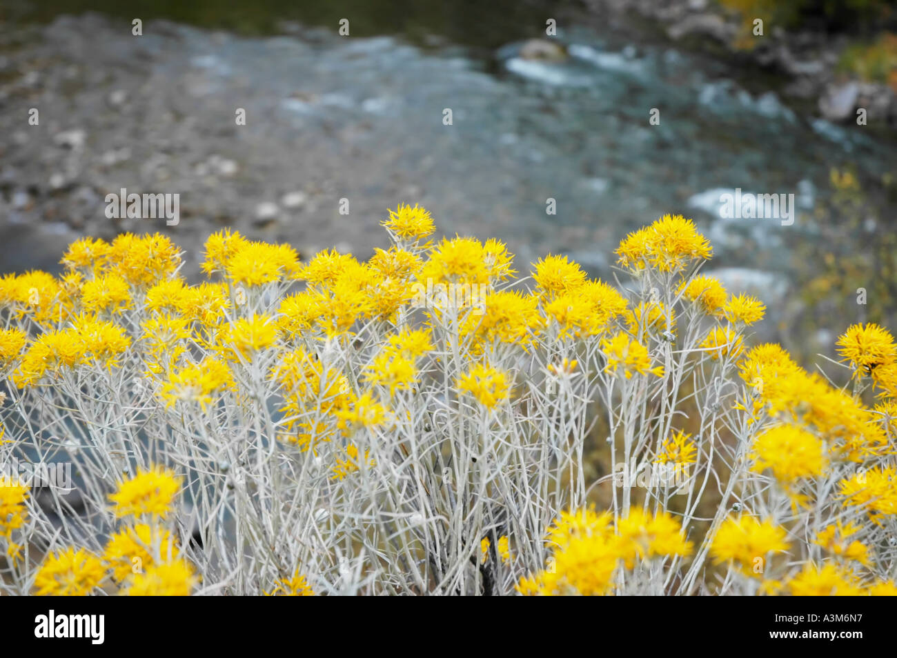 Gray rabbitbrush hi-res stock photography and images - Alamy