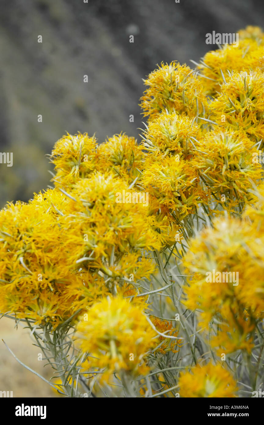 Gray Rabbitbrush High Resolution Stock Photography and Images - Alamy