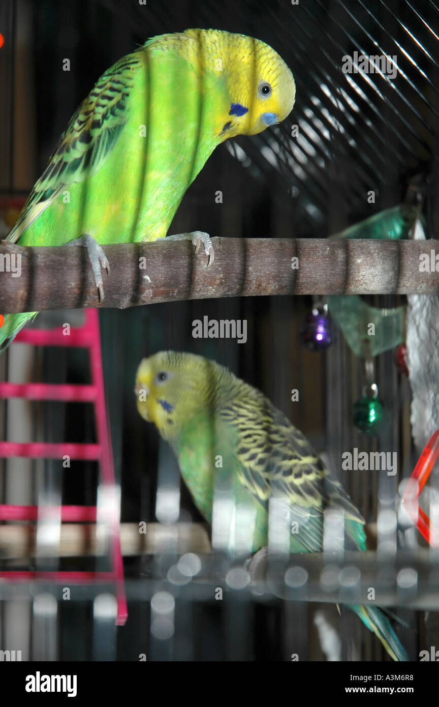 Pair of green colored parakeets in cage with the shadow of the bars ...