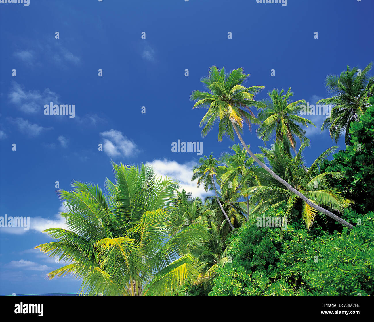Nature Tree Trees Stock Photo - Alamy