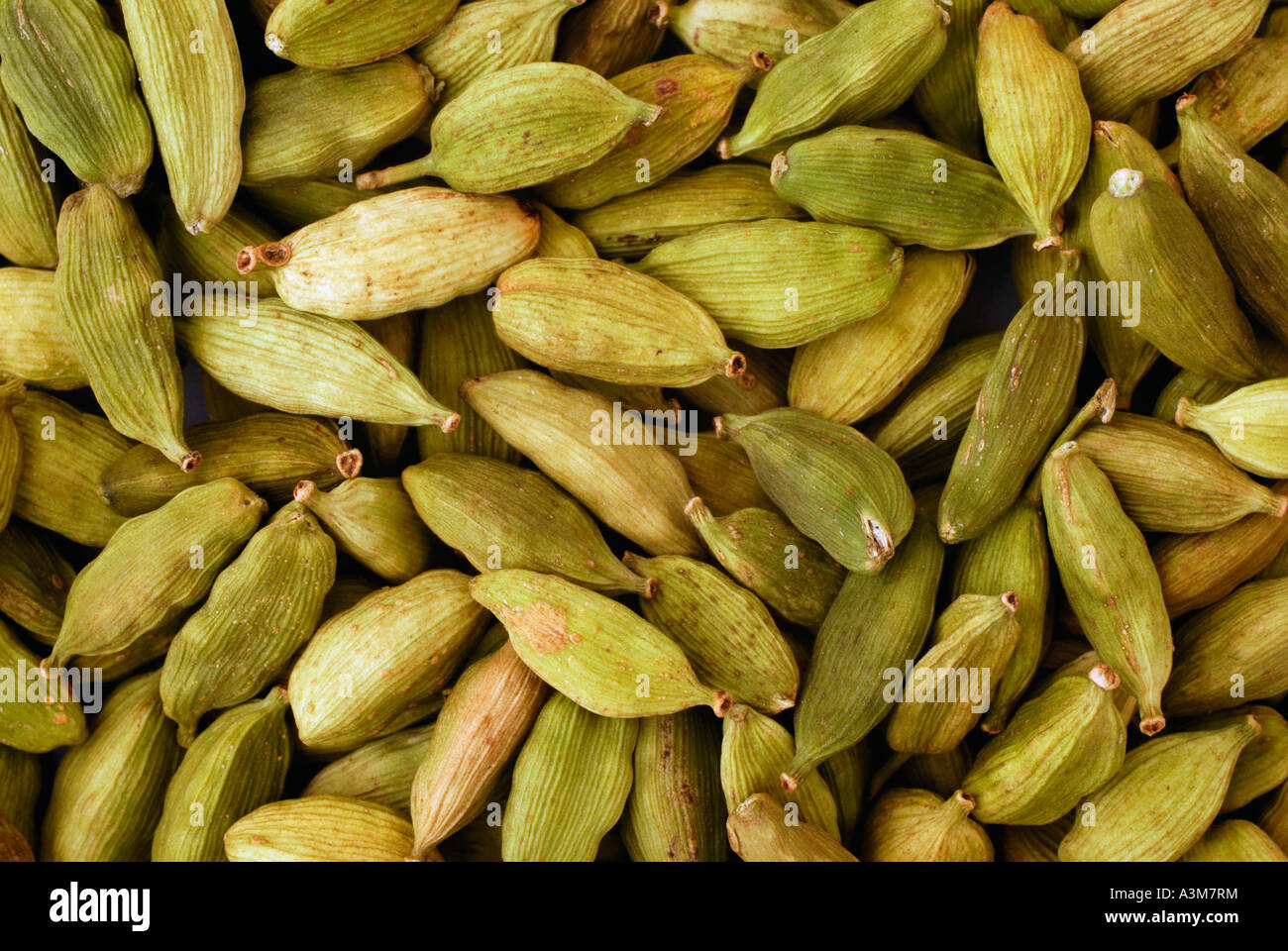 Elettaria cardamomum hi-res stock photography and images - Alamy