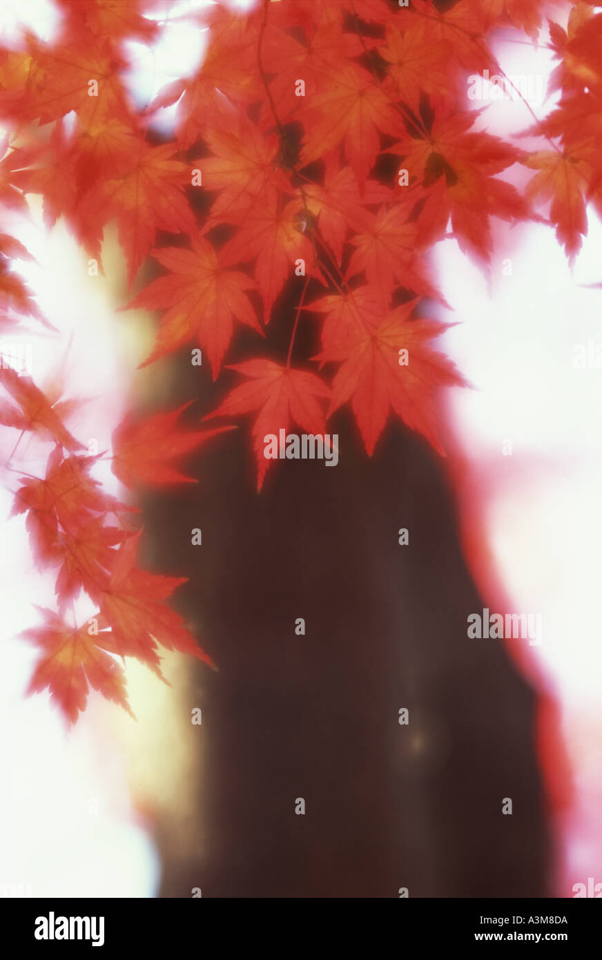 Nature Tree Trees Stock Photo - Alamy