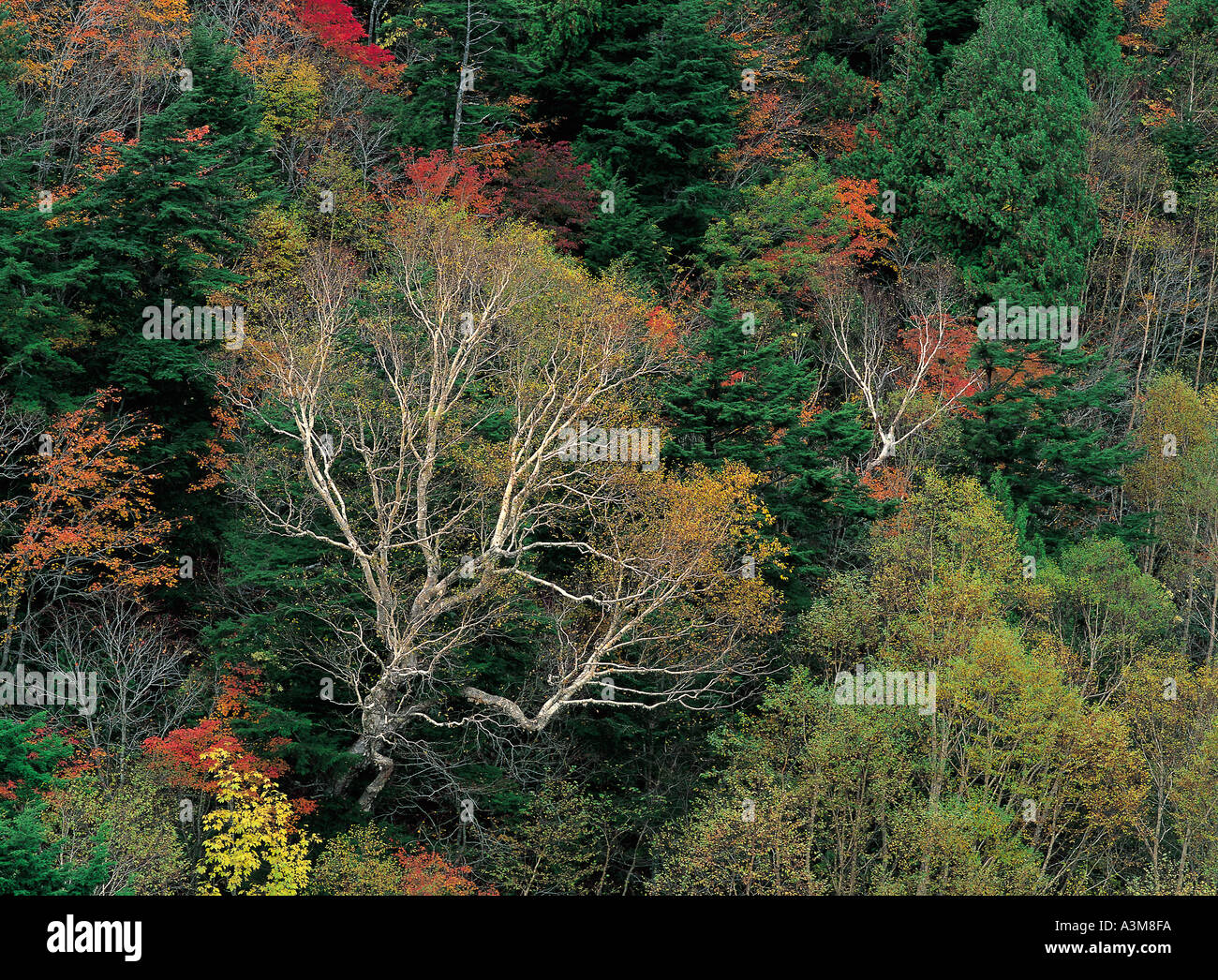 Nature Tree Trees Stock Photo - Alamy