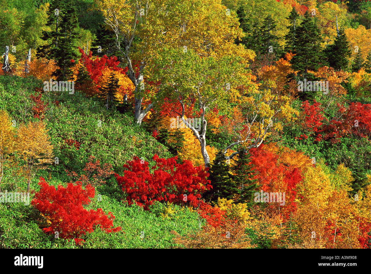 Nature Tree Trees Stock Photo - Alamy