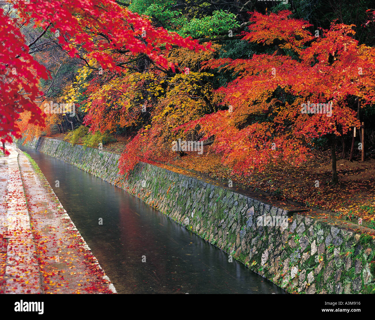 Nature Tree Trees Stock Photo - Alamy