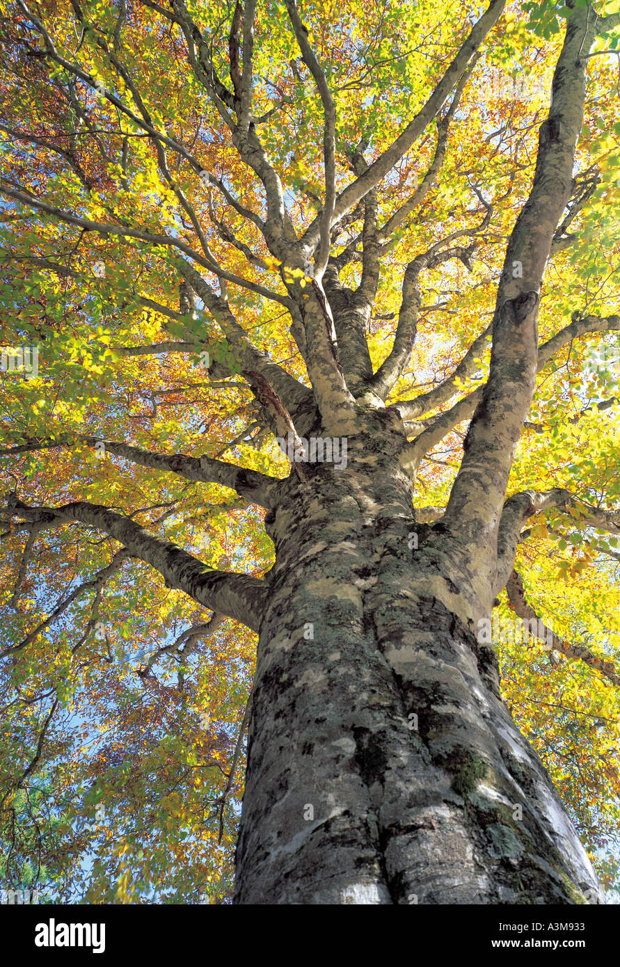 Nature Tree Trees Stock Photo - Alamy