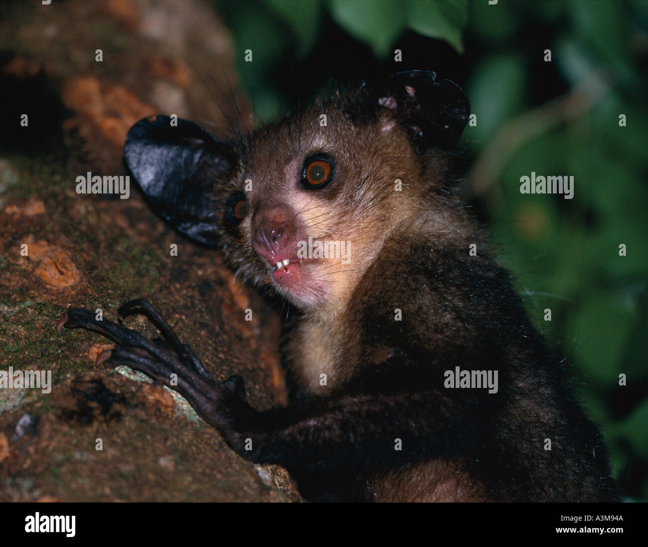 AYE-AYE LEMUR (Daubentonia madagascariensis) WILD Perinet Reserve ...