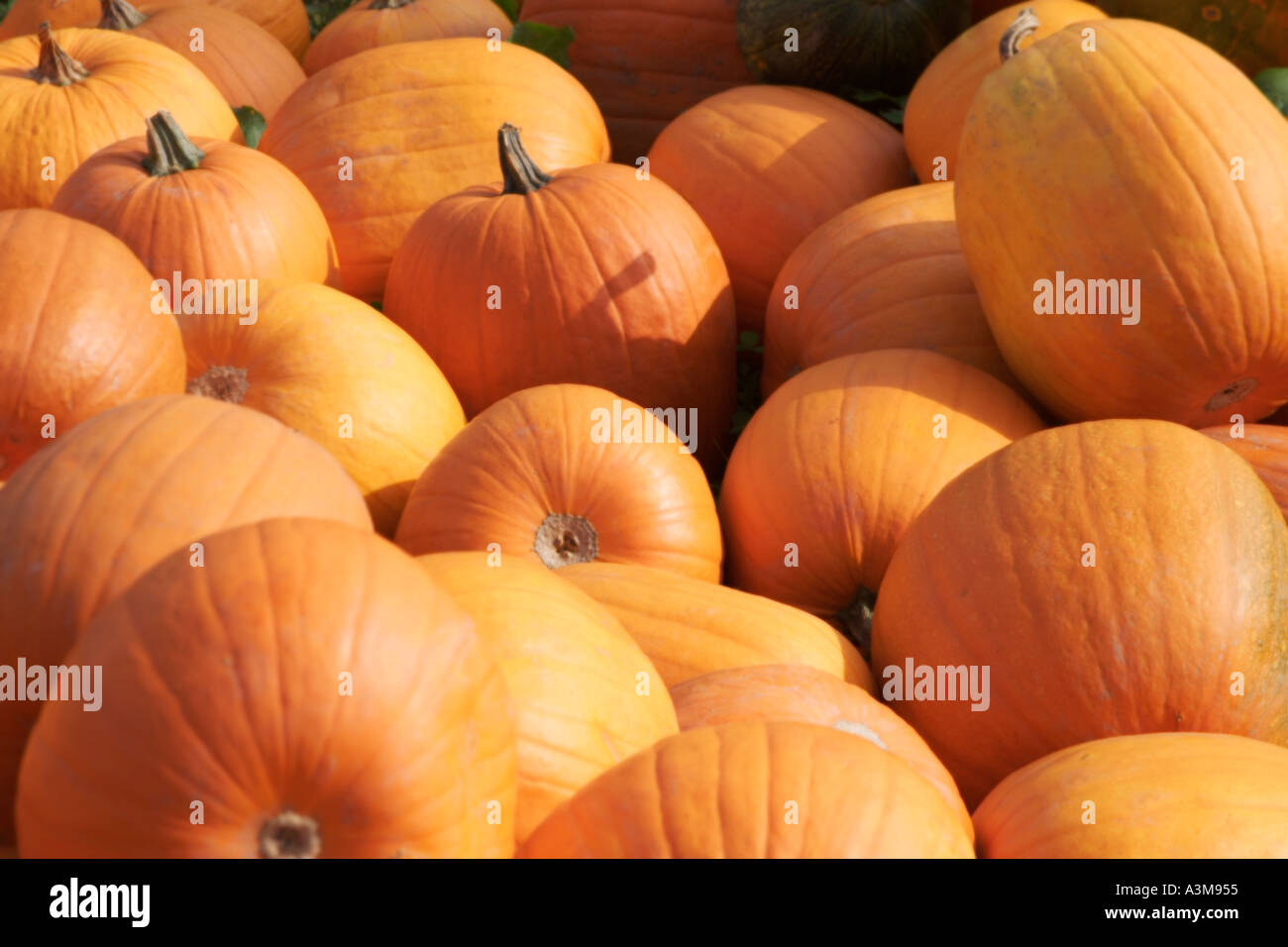Lots pumpkins hi-res stock photography and images - Alamy