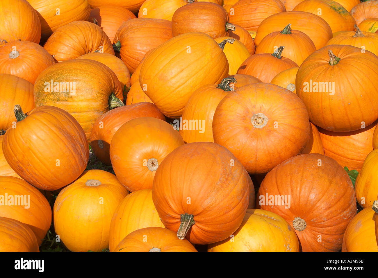 Lots of pumpkins hi-res stock photography and images - Alamy