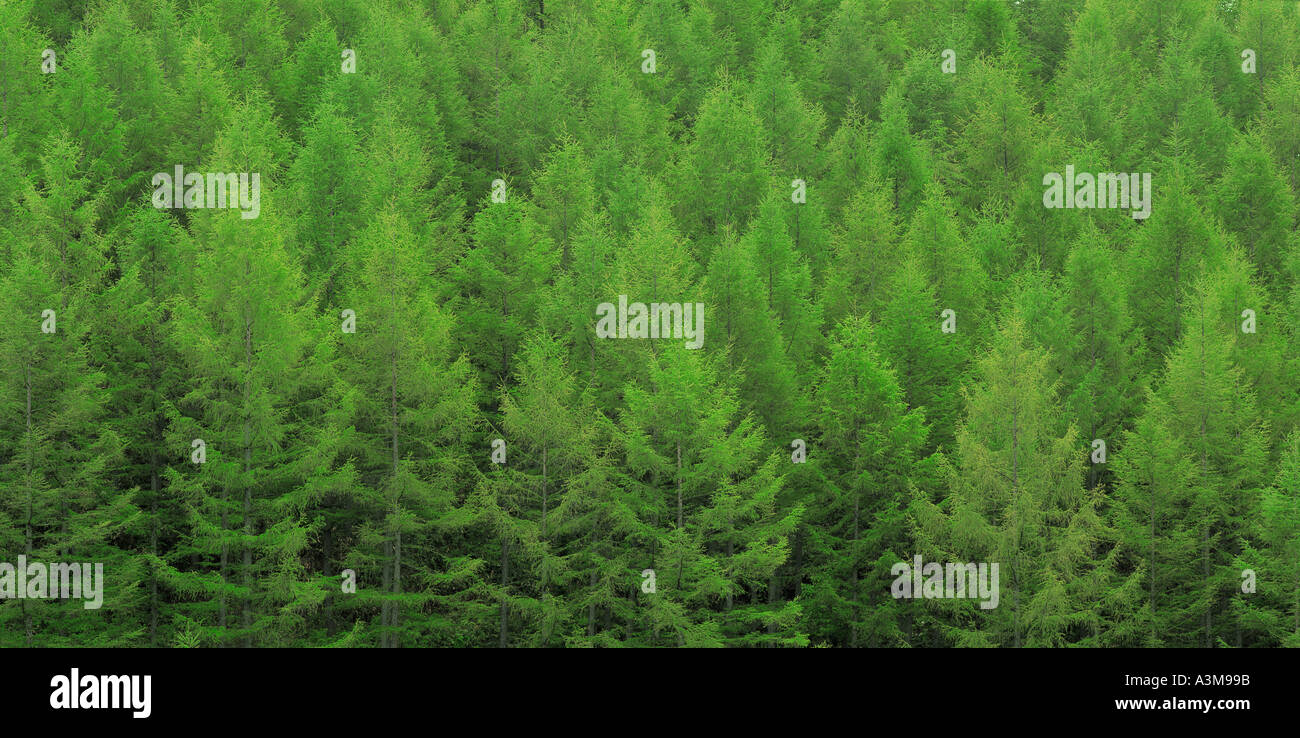 Nature Tree Trees Stock Photo - Alamy