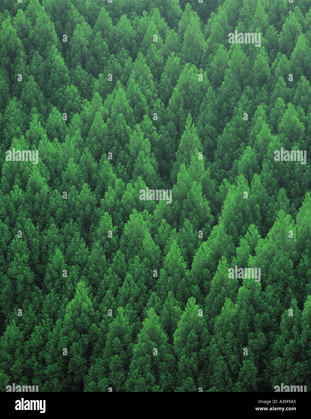 Nature Tree Trees Stock Photo - Alamy
