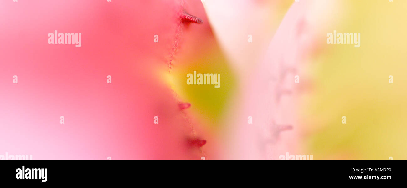 Lily section hi-res stock photography and images - Alamy