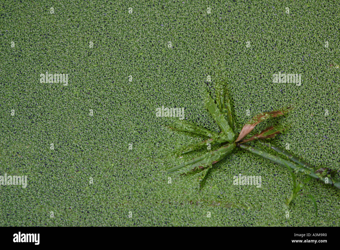 Algae covered lake, with plant floating Stock Photo - Alamy