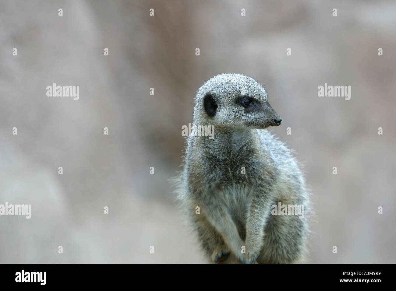 Mear cat hi-res stock photography and images - Alamy