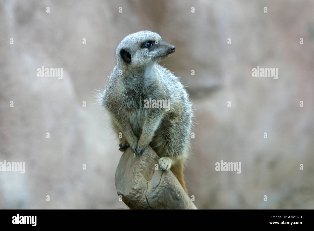 Mear cat hi-res stock photography and images - Alamy