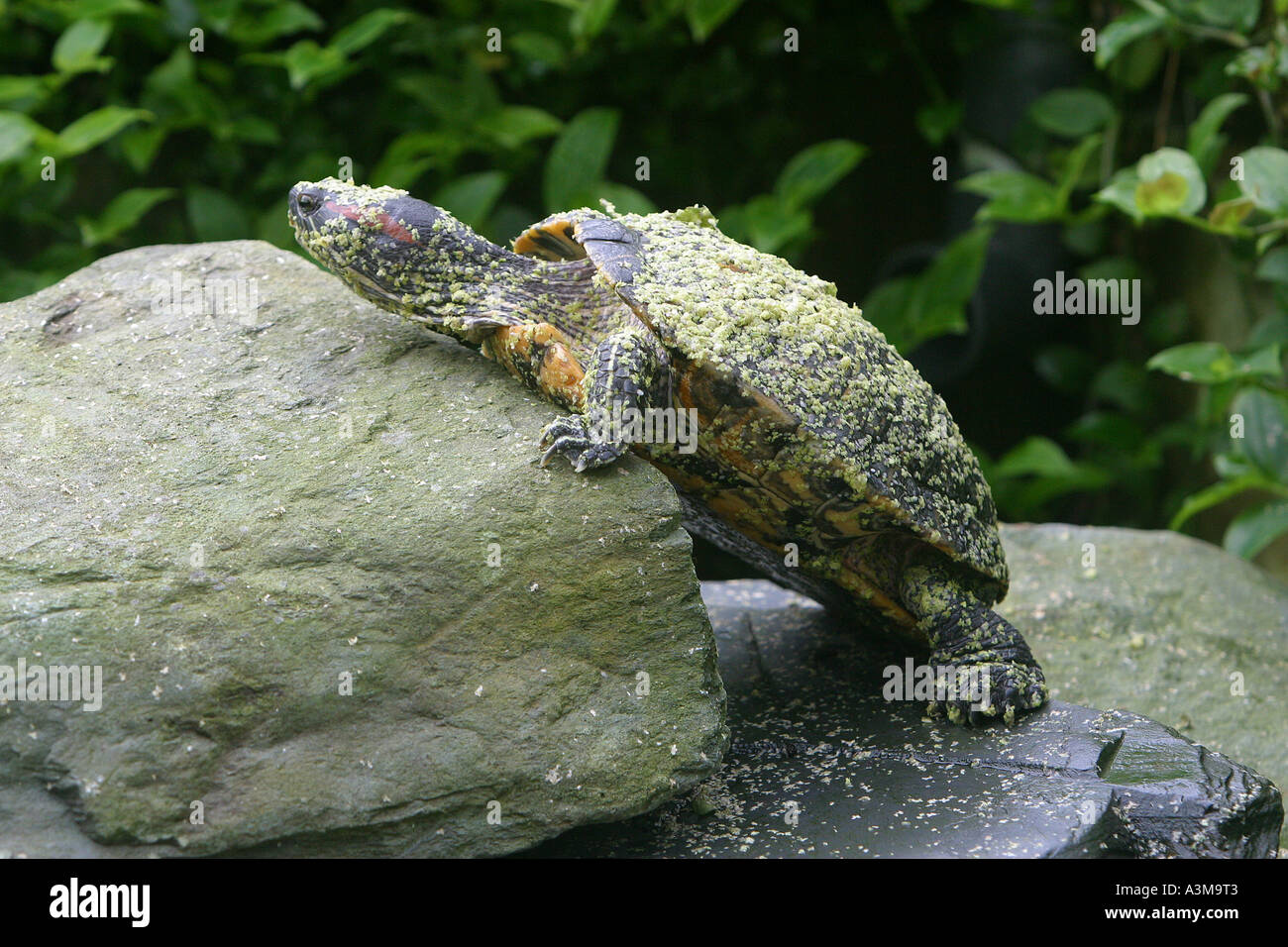 Turtle climbing a rock Stock Photo - Alamy