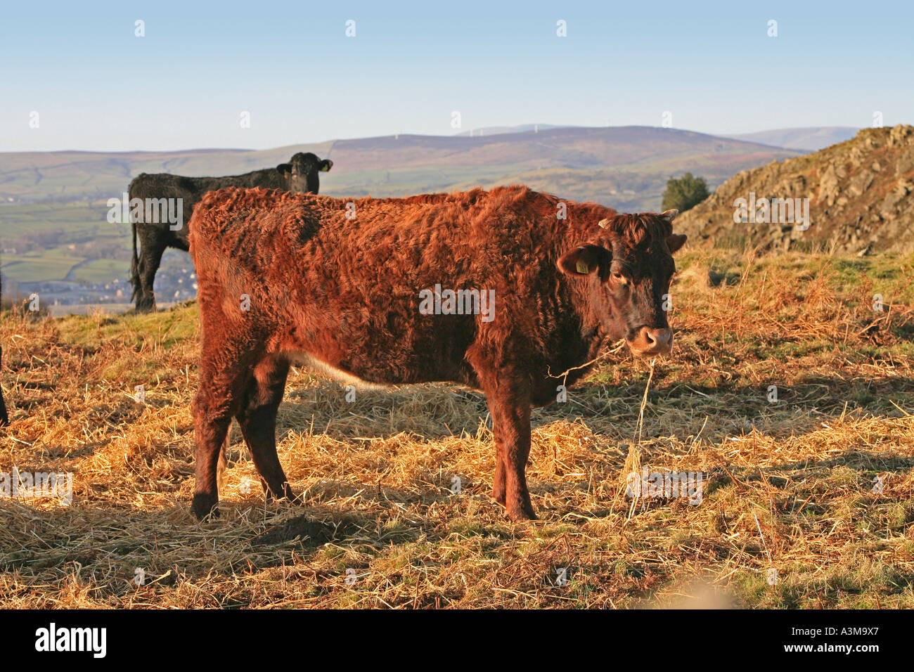 Galloway Cow in the English Lake District Stock Photo - Alamy