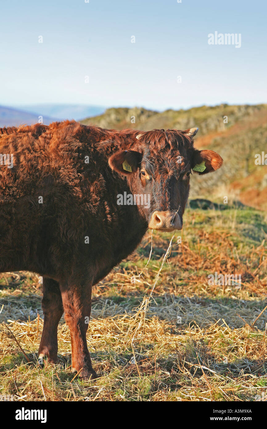 Galloway cow hi-res stock photography and images - Alamy