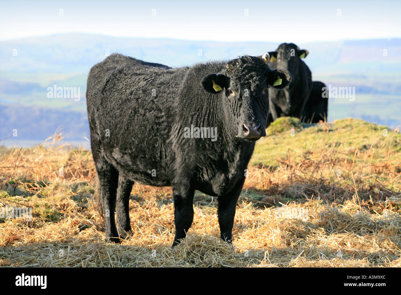 Aberdeen Angus Cows in the English Lake District Stock Photo - Alamy