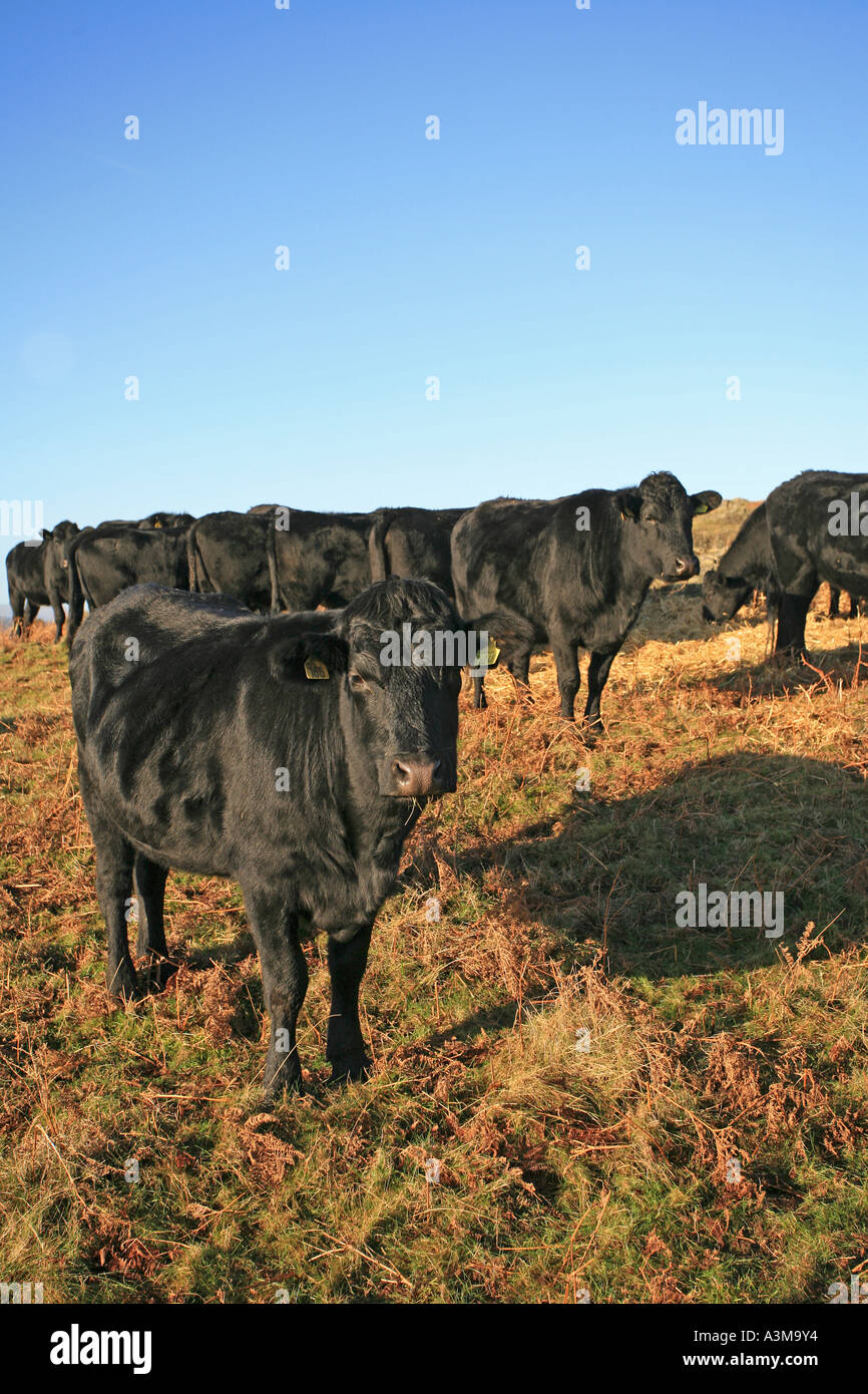 Aberdeen Angus Cows in the English Lake District Stock Photo - Alamy