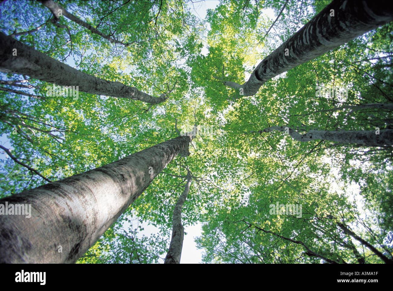 Nature Tree Trees Stock Photo - Alamy