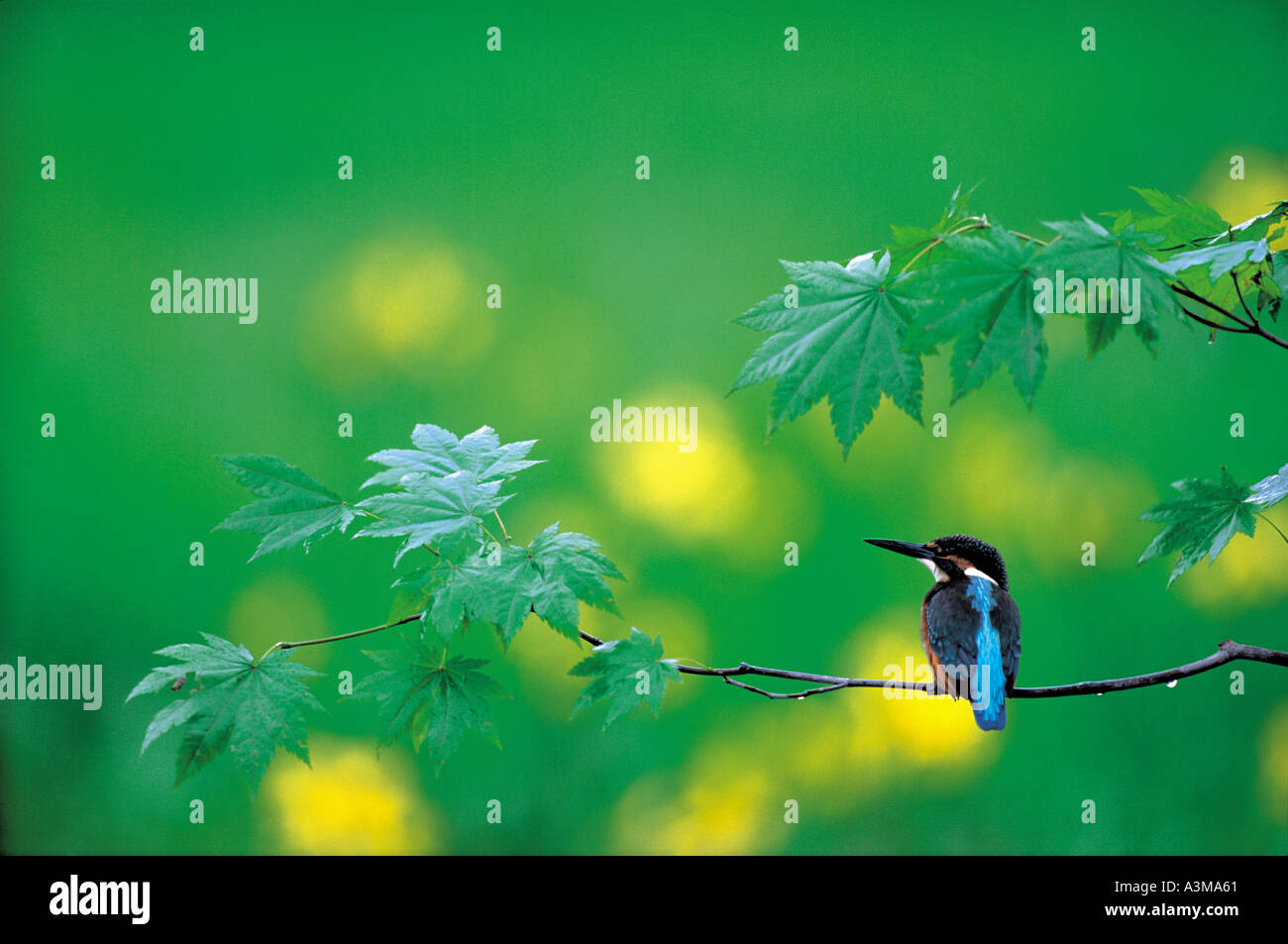 Nature Animals Birds Stock Photo - Alamy