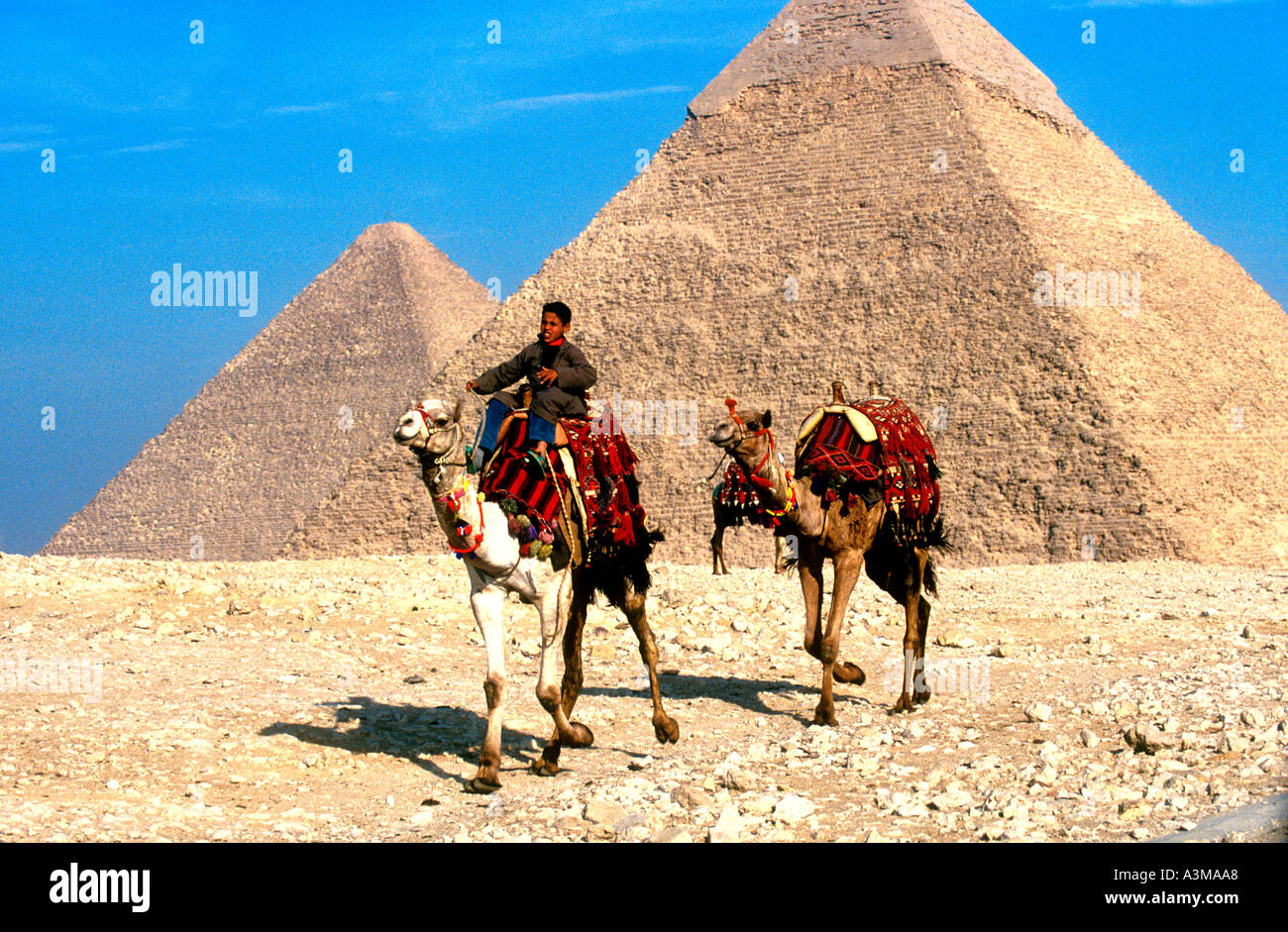 Boy riding camel at Great Pyramids Cairo Egypt Stock Photo - Alamy