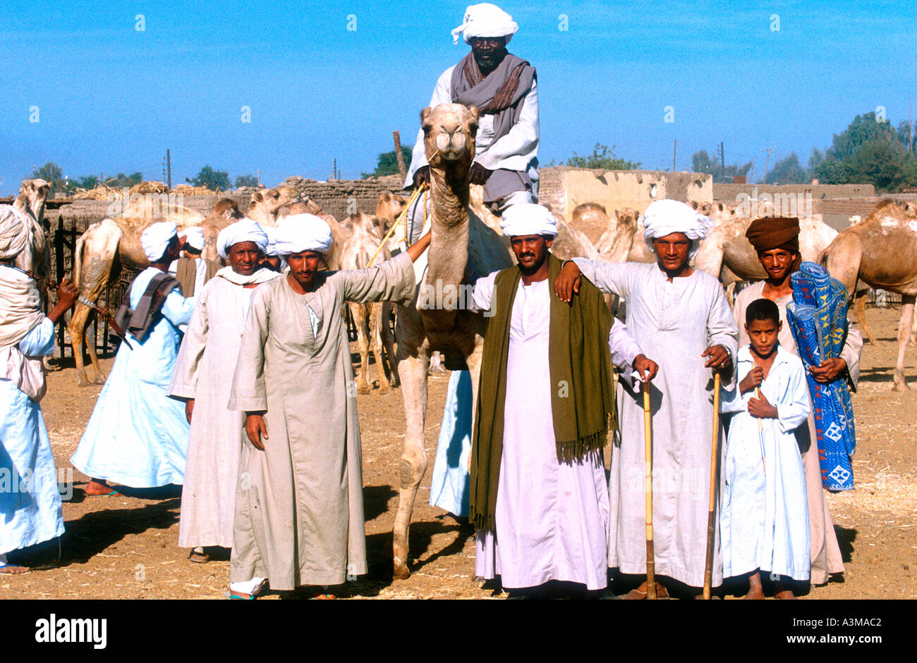 Camel market Egypt Stock Photo - Alamy