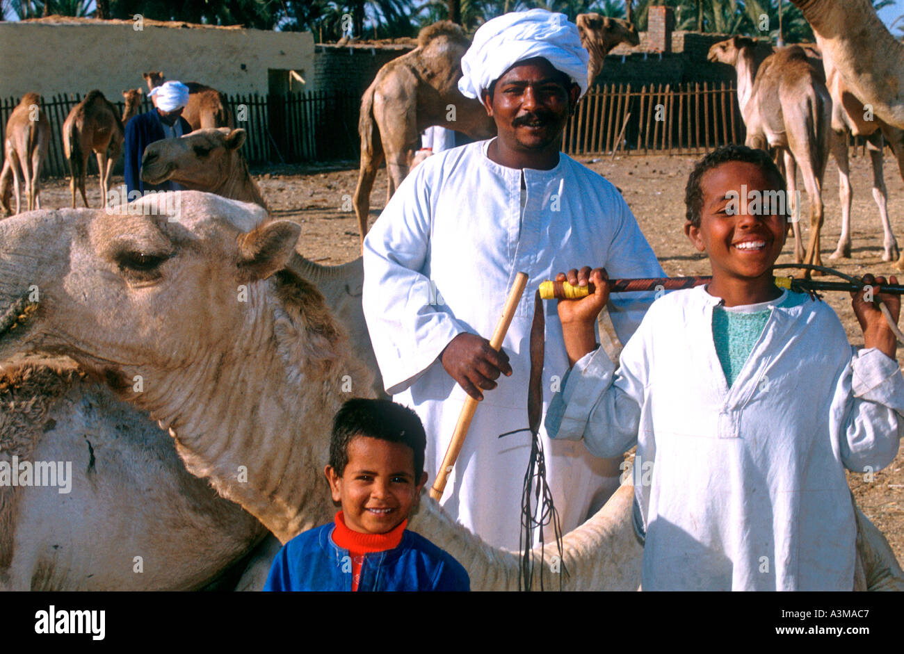 Camel market Egypt Stock Photo - Alamy Camel market Egypt Stock Photo - Alamy