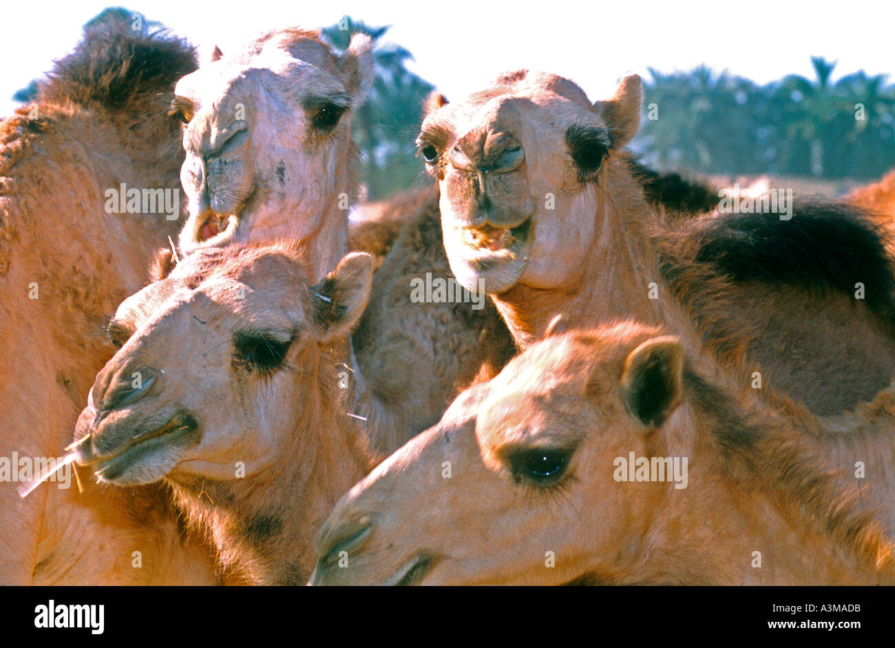 Camel market Egypt Stock Photo - Alamy