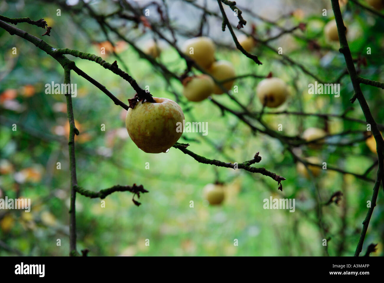 Apples on tree Stock Photo - Alamy